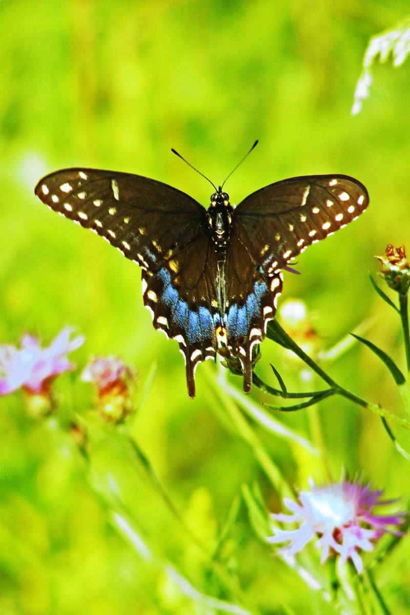 Insects – Shawn Thompson Art Blog